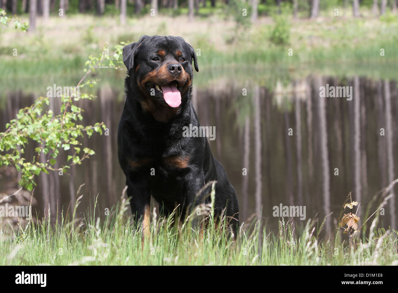 Rottweiler dog outside hi-res stock photography and images - Alamy