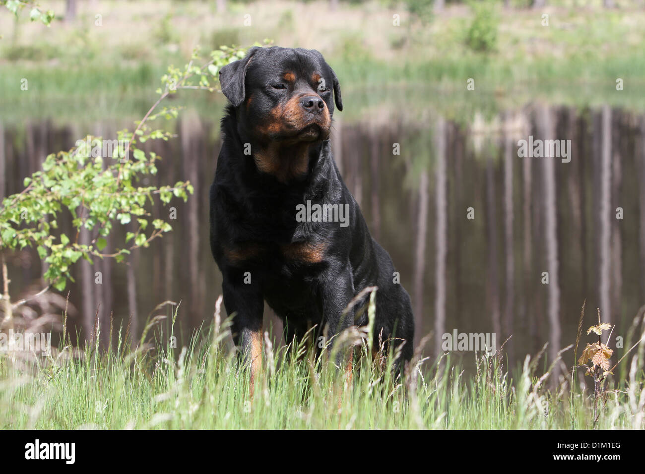 German rottweiler hi-res stock photography and images - Alamy