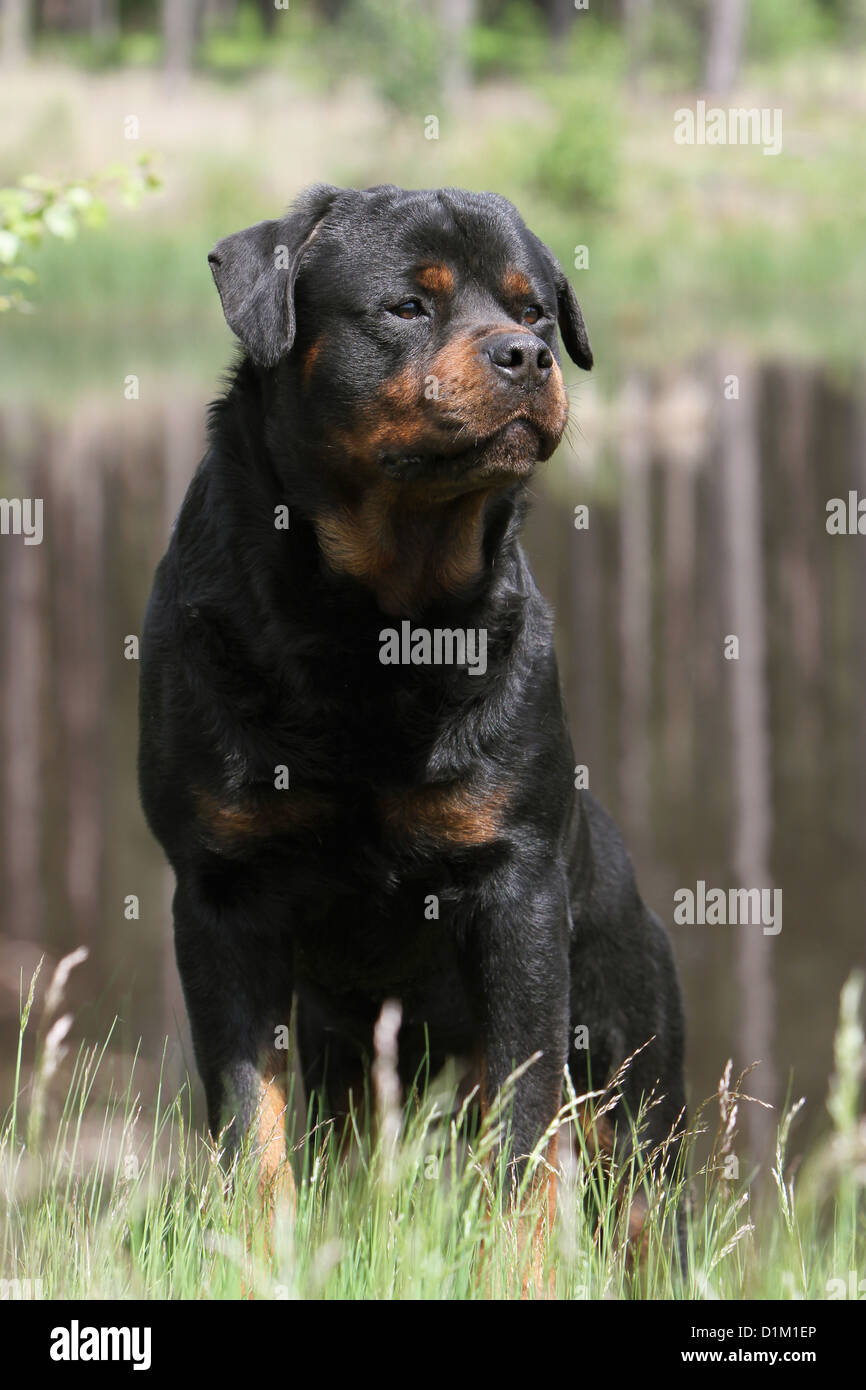 Dog Rottweiler adult standing Stock Photo - Alamy