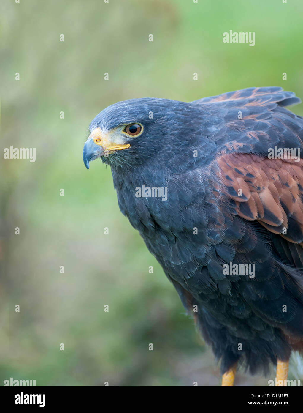Yellow hawk hi-res stock photography and images - Alamy
