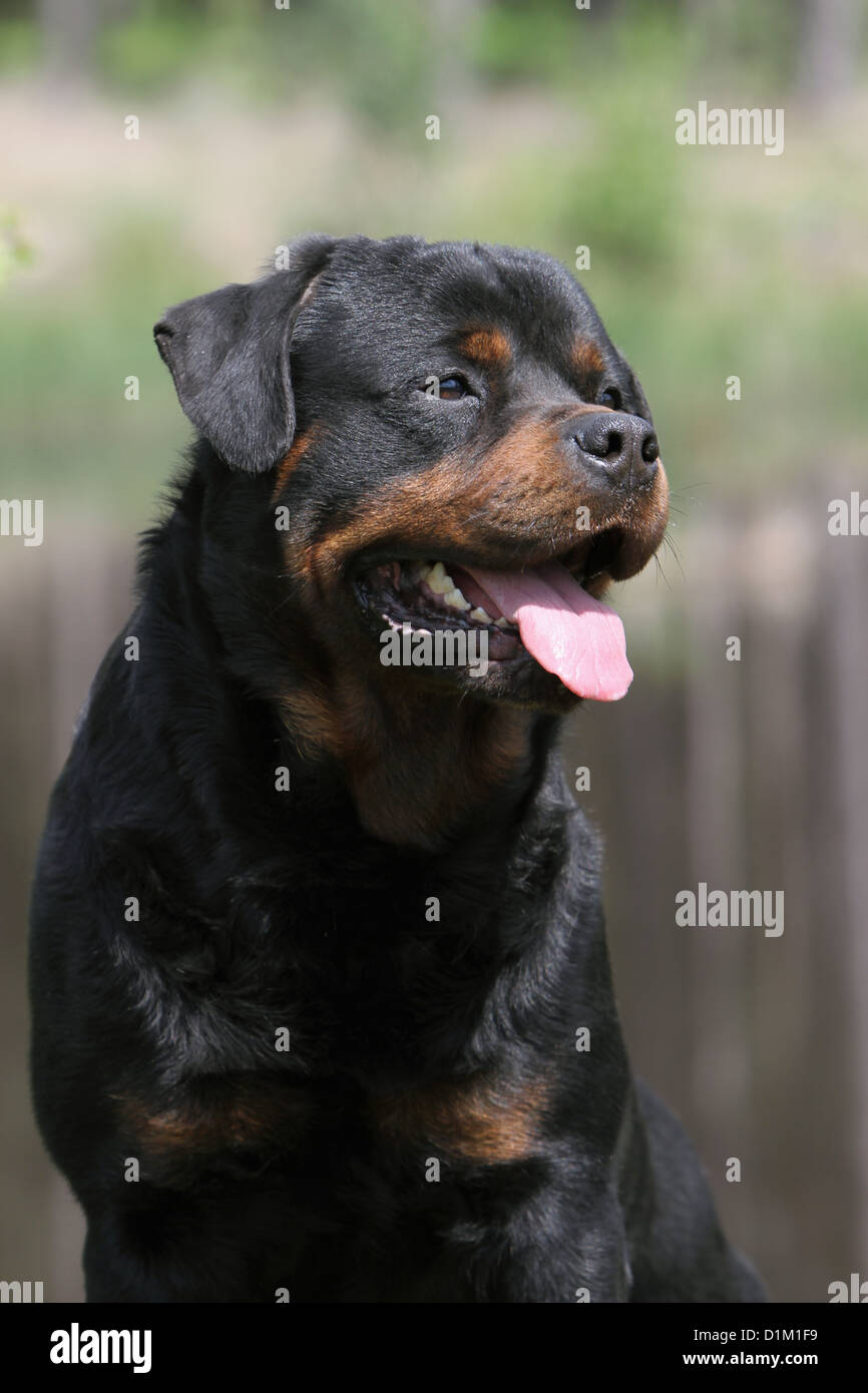 Dog Rottweiler adult portrait profile Stock Photo - Alamy