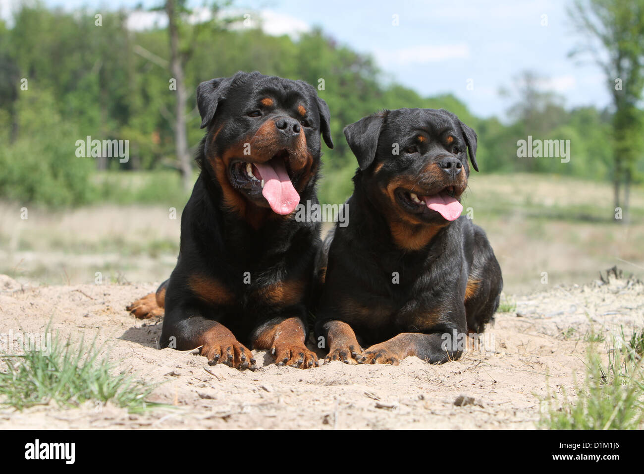 Dog two Rottweiler adults lying down on the ground Stock Photo - Alamy