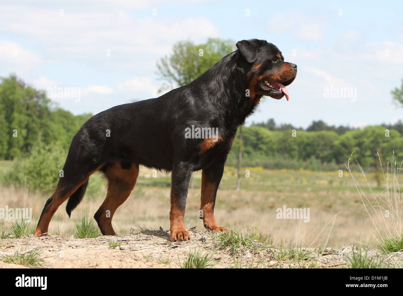 Dog Rottweiler adult standard profile Stock Photo - Alamy