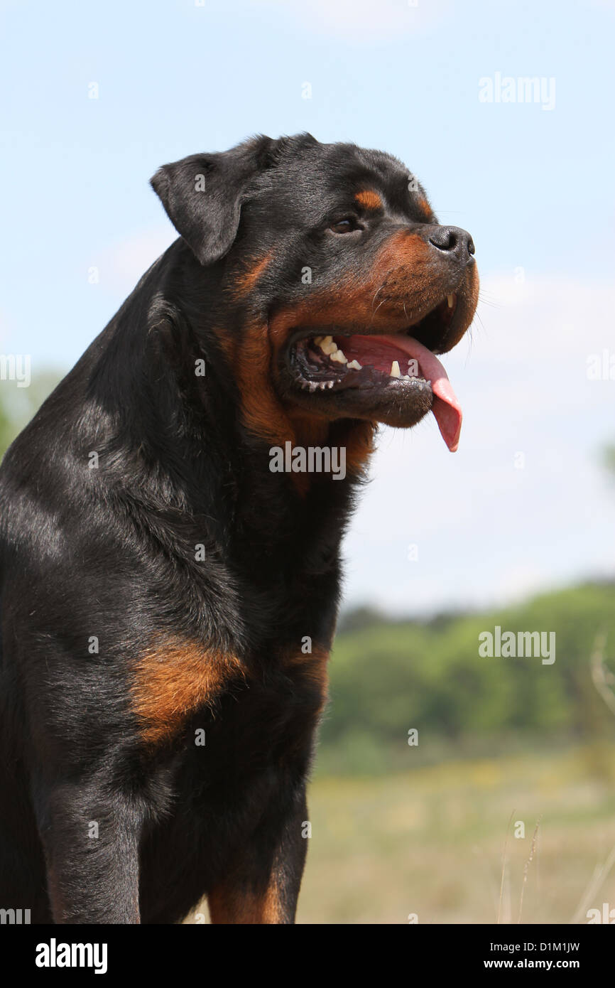 Dog Rottweiler adult portrait profile Stock Photo - Alamy