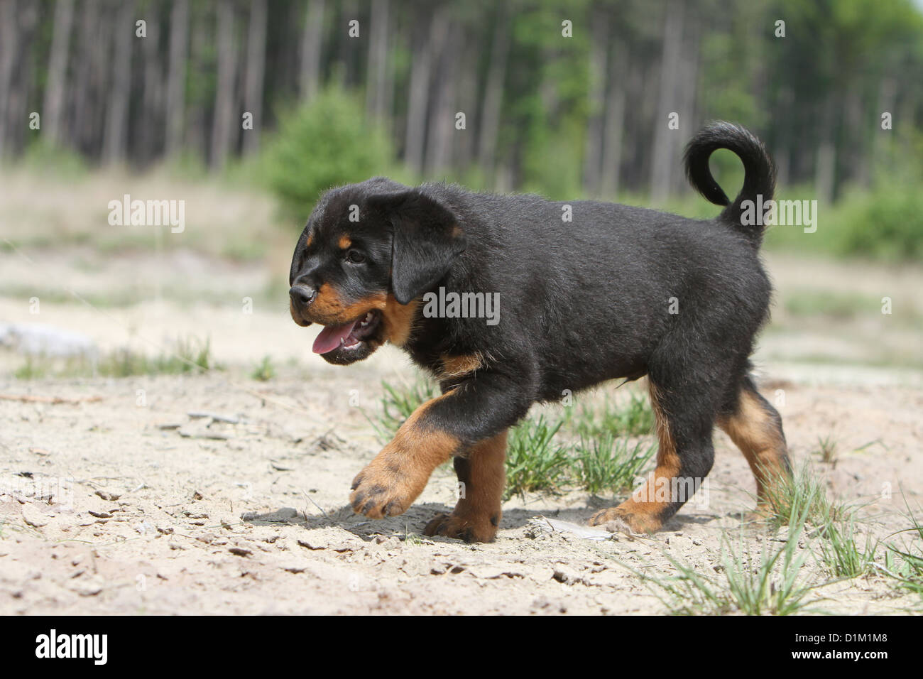 Dog Rottweiler puppy walking Stock Photo - Alamy