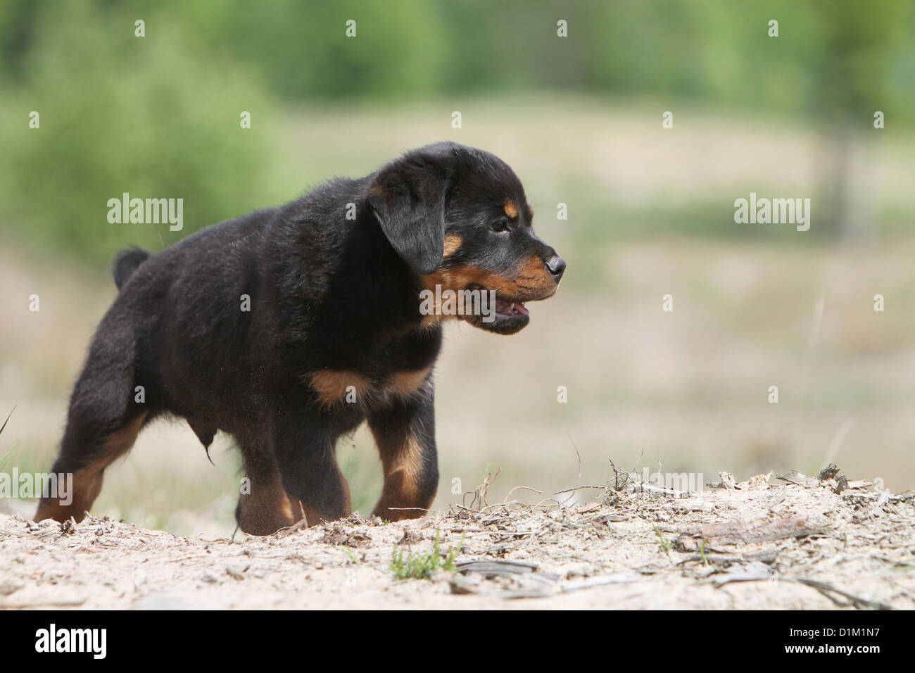 Dog Rottweiler puppy profile Stock Photo - Alamy
