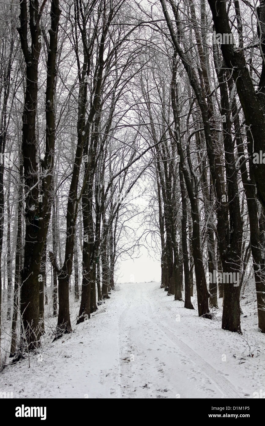 Winter landscape with road and trees Stock Photo - Alamy