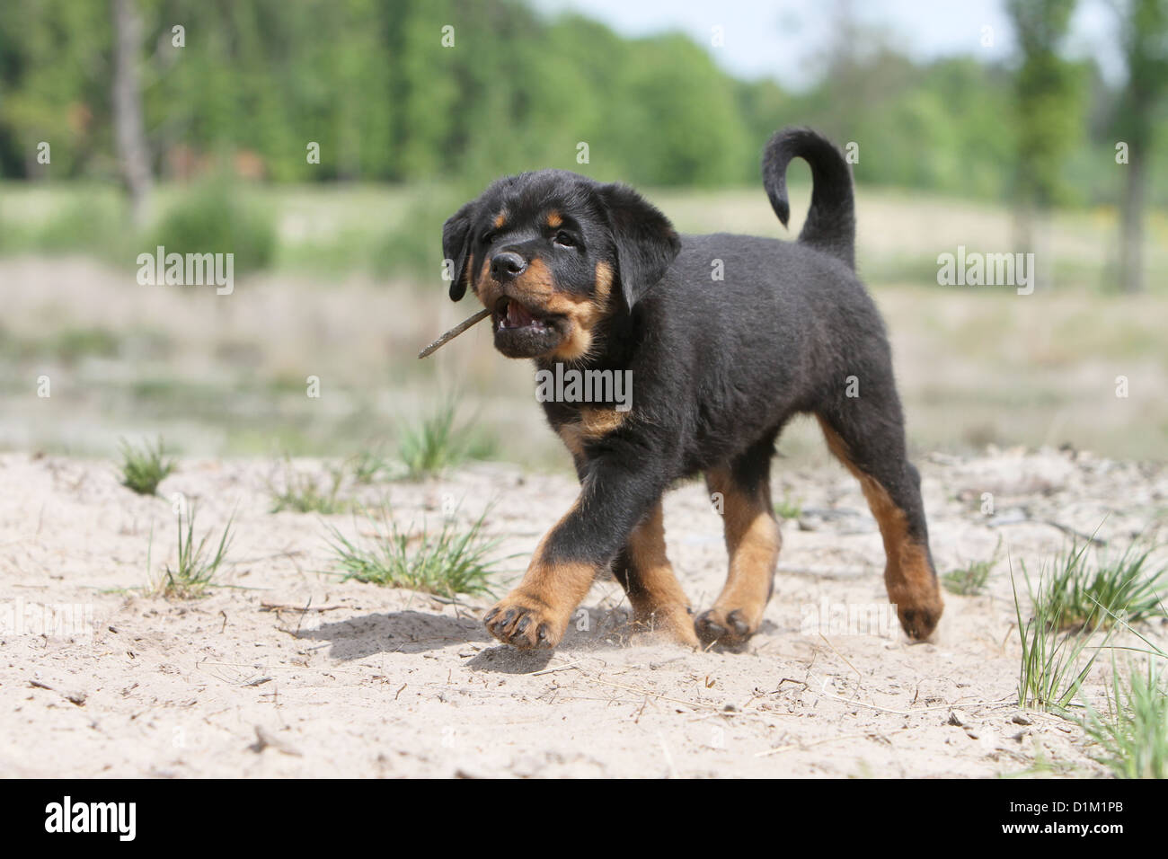 Dog Rottweiler puppy walking with a stick Stock Photo - Alamy