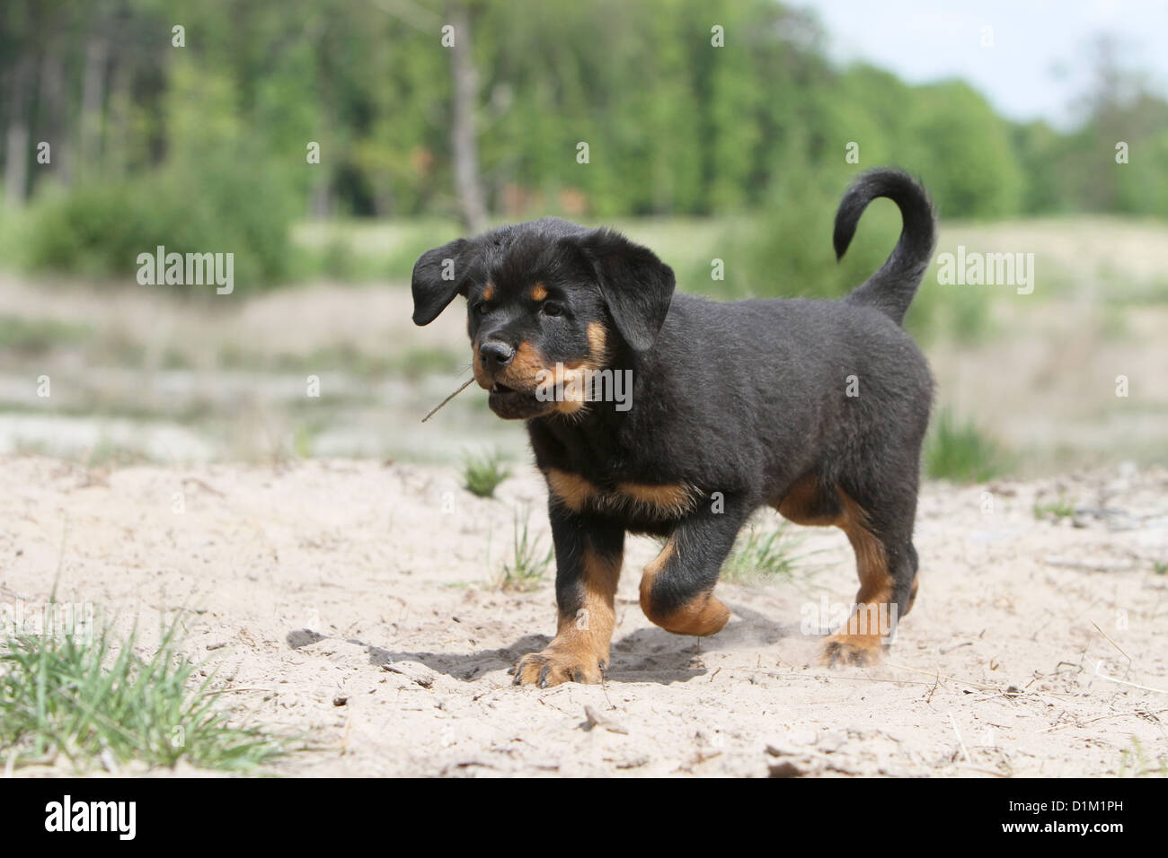 Dog Rottweiler puppy running Stock Photo - Alamy