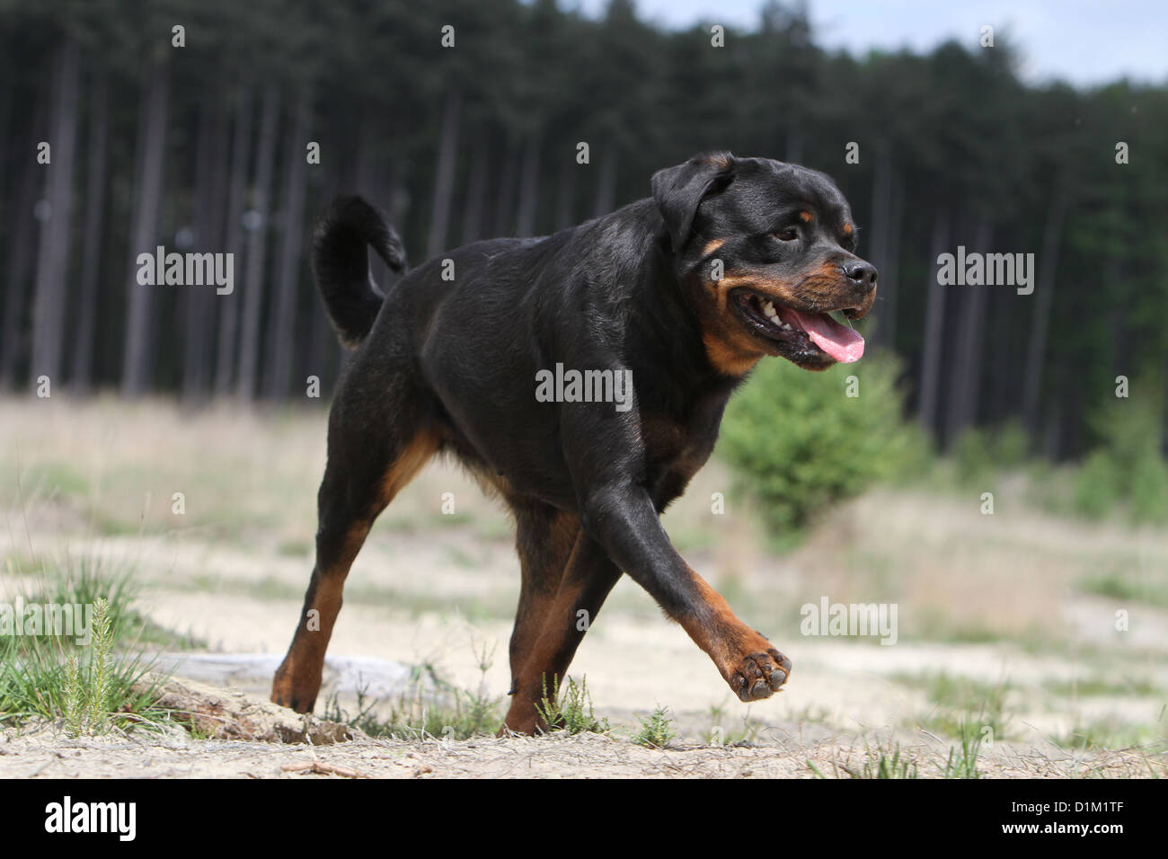 Dog Rottweiler adult running Stock Photo - Alamy