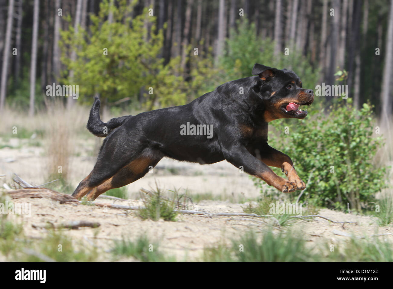 Rottweiler Dog Running High Resolution Stock Photography and Images - Alamy