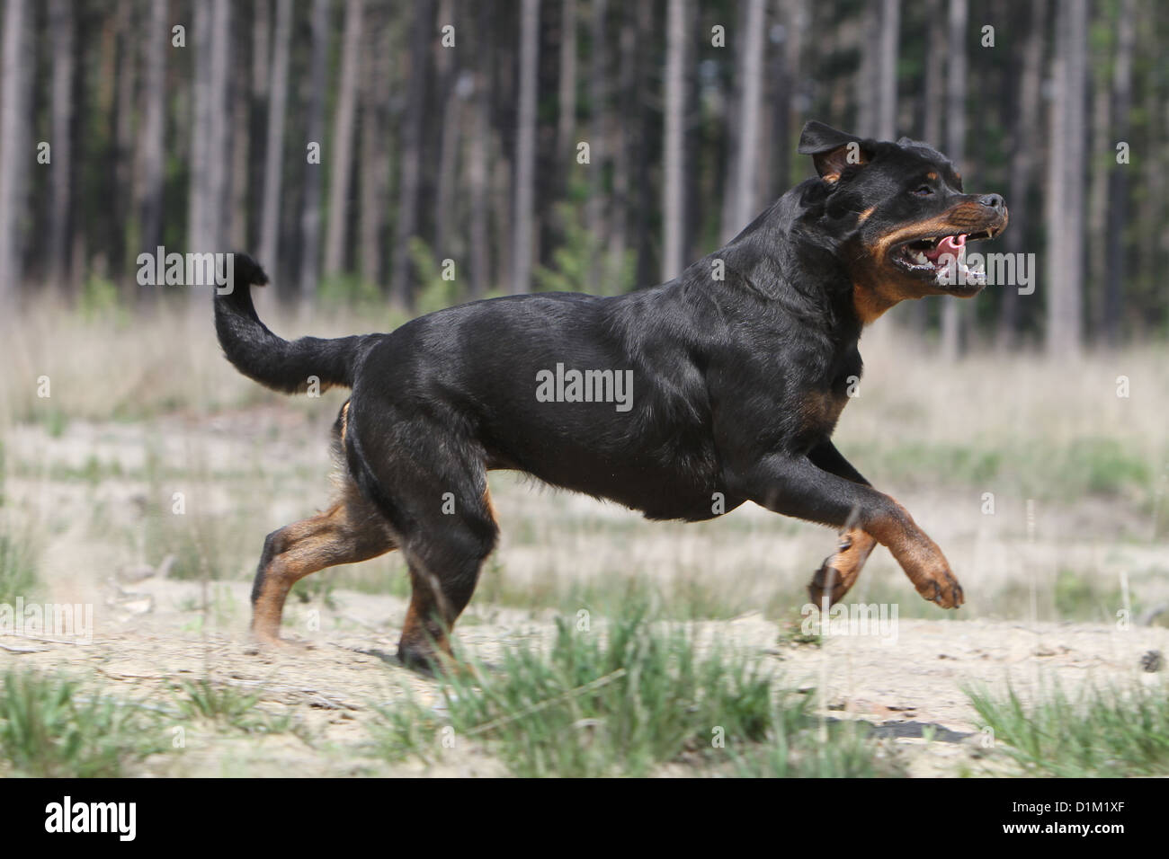 Dog Rottweiler adult running Stock Photo - Alamy