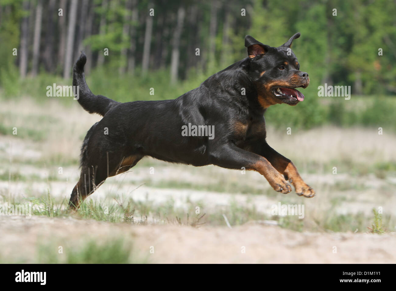 Rottweiler canis lupus familiaris running hi-res stock photography and ...