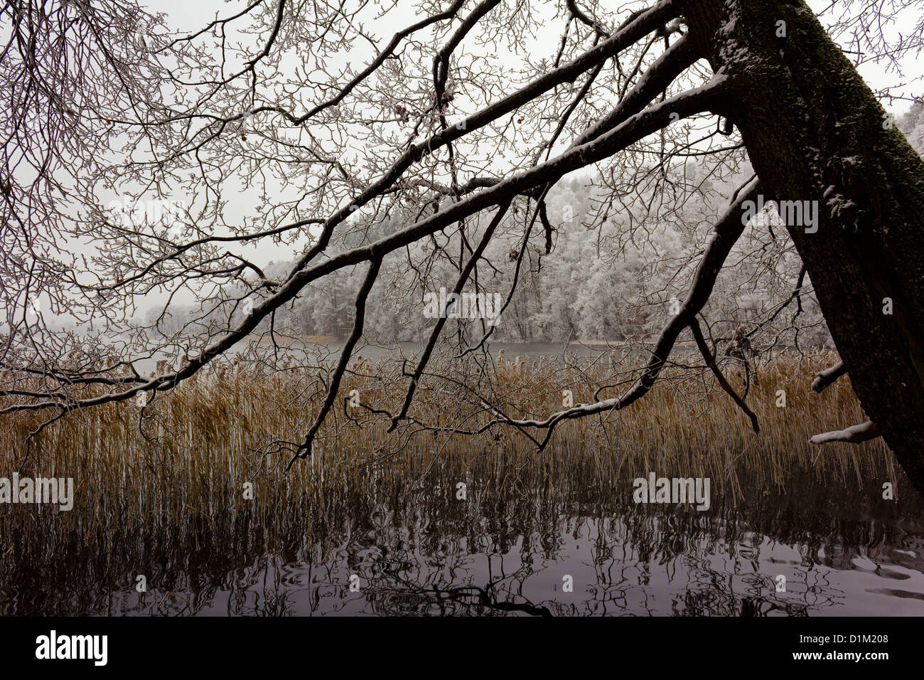 Tree over lake hi-res stock photography and images - Alamy