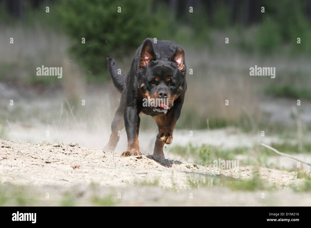 Dog Rottweiler adult running Stock Photo - Alamy