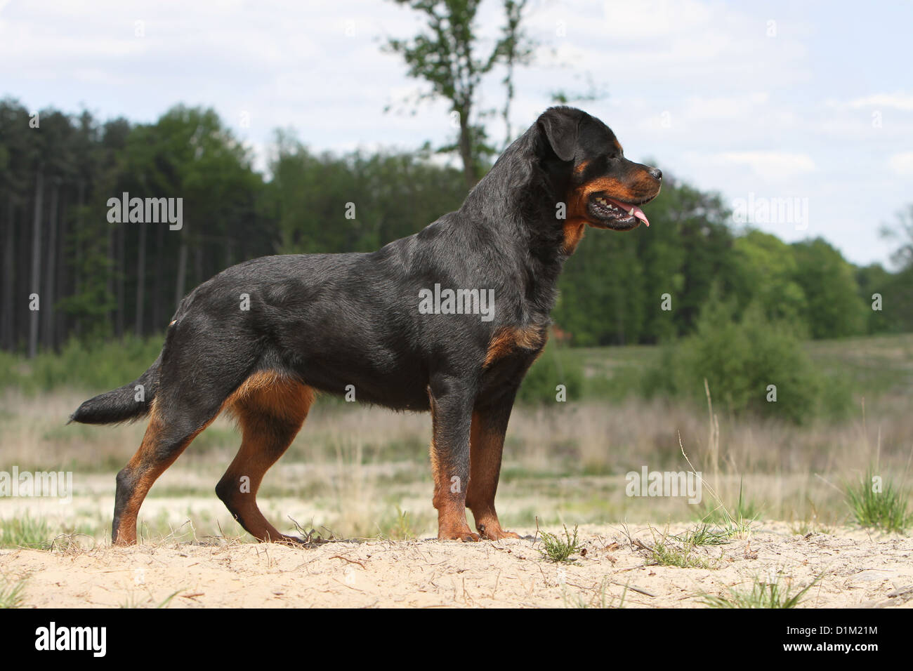 Rottweiler Profile High Resolution Stock Photography and Images - Alamy