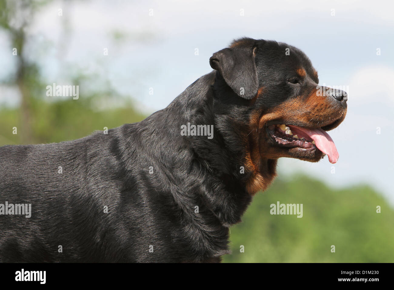 Dog Rottweiler adult portrait profile Stock Photo - Alamy