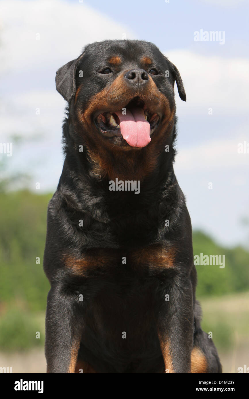 Rottweiler Face High Resolution Stock Photography and Images - Alamy