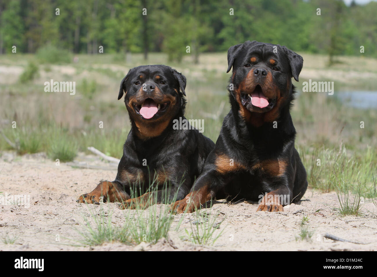 Dog two Rottweiler adults lying down on the ground Stock Photo - Alamy