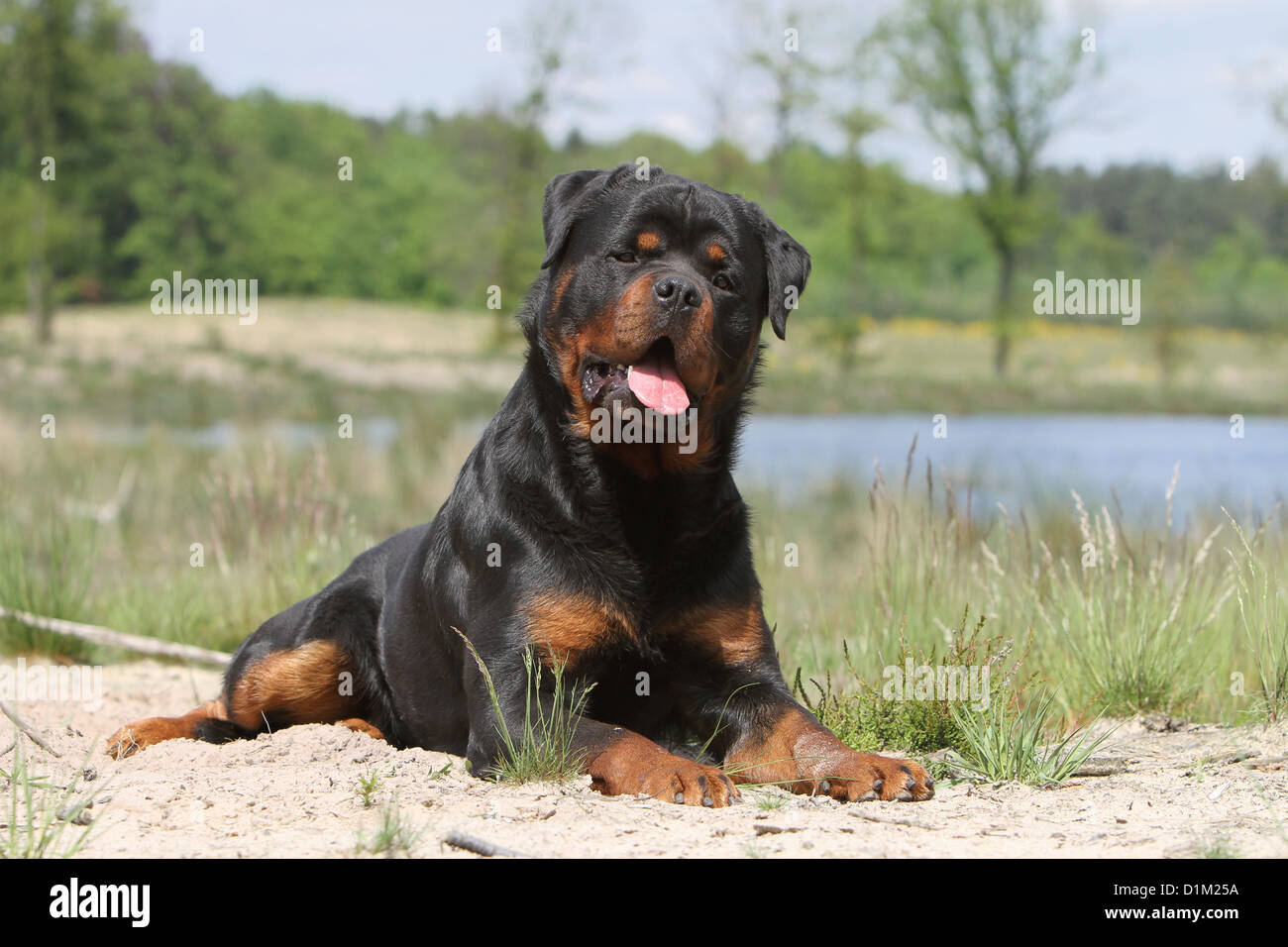 Dog Rottweiler adult lying down Stock Photo - Alamy