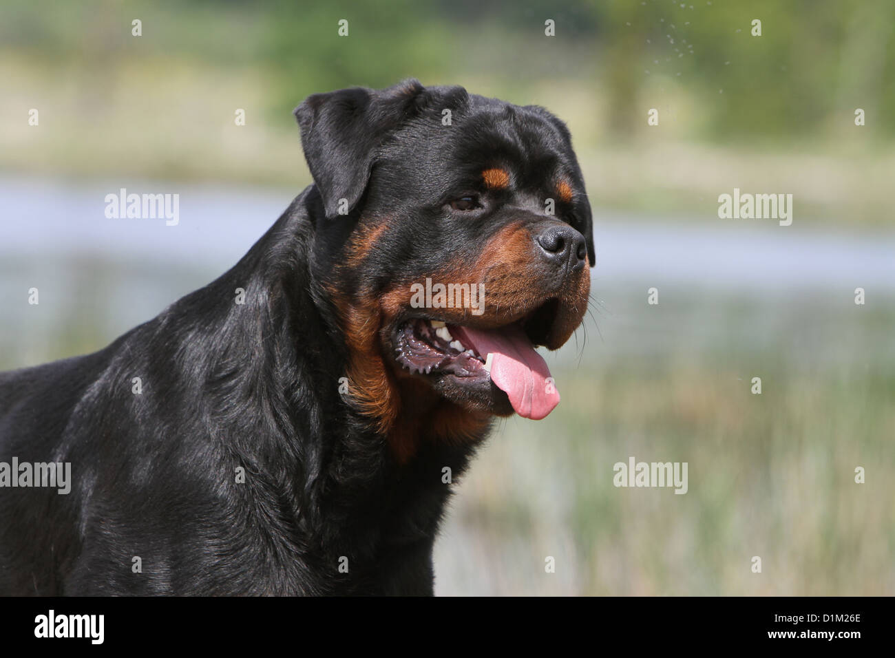 Dog Rottweiler adult portrait profile Stock Photo - Alamy