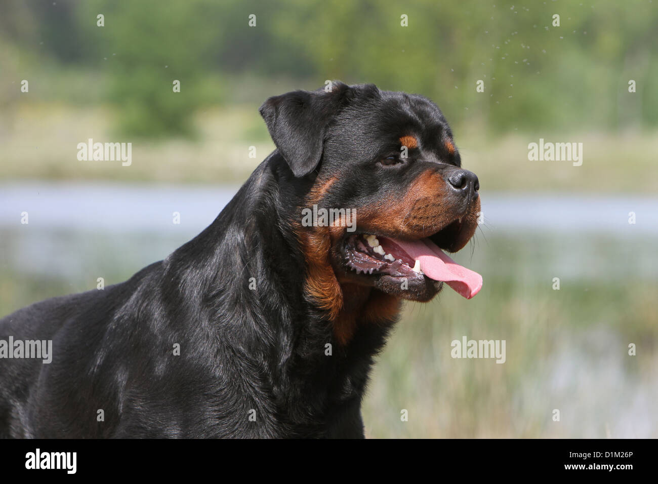 Dog Rottweiler adult portrait profile Stock Photo - Alamy