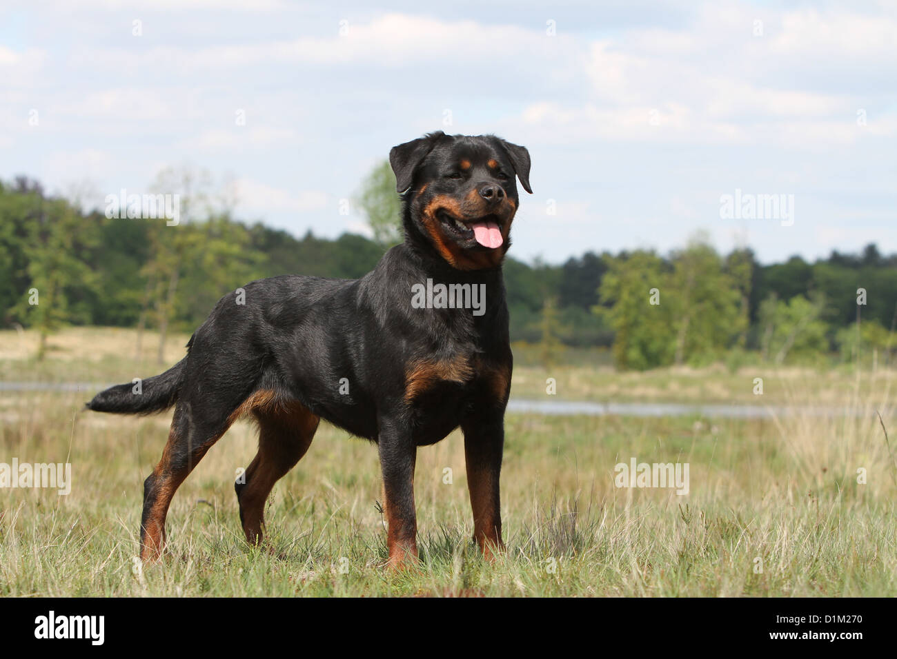 Dog Rottweiler adult standard profile Stock Photo - Alamy