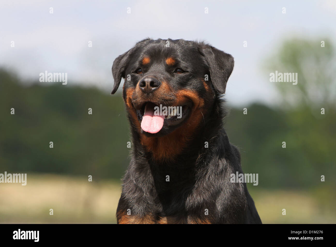 Rottweiler face hi-res stock photography and images - Alamy