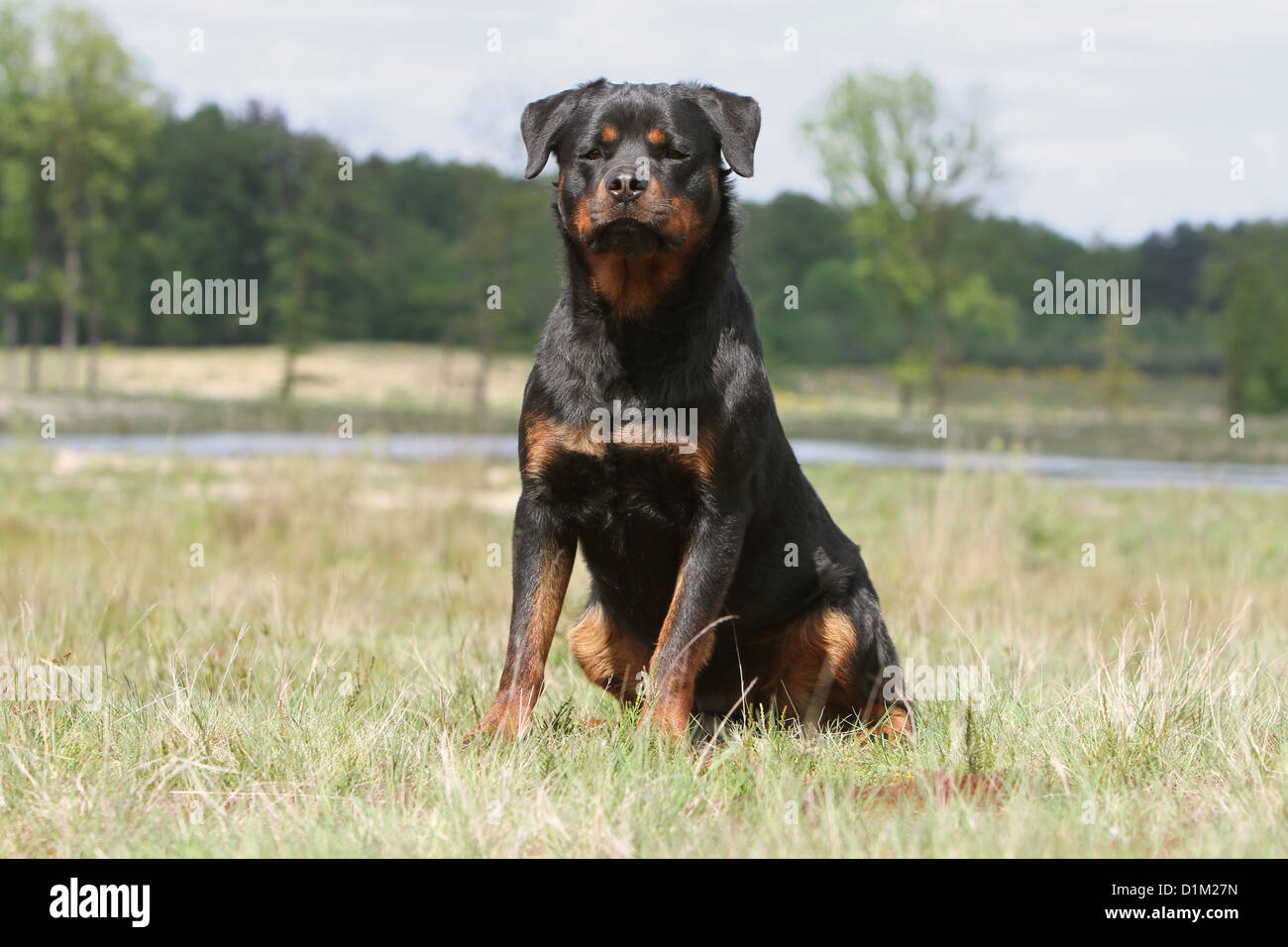 Dog Rottweiler adult sitting Stock Photo - Alamy
