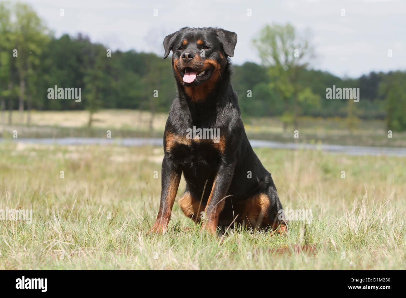 Dog Rottweiler adult sitting Stock Photo - Alamy