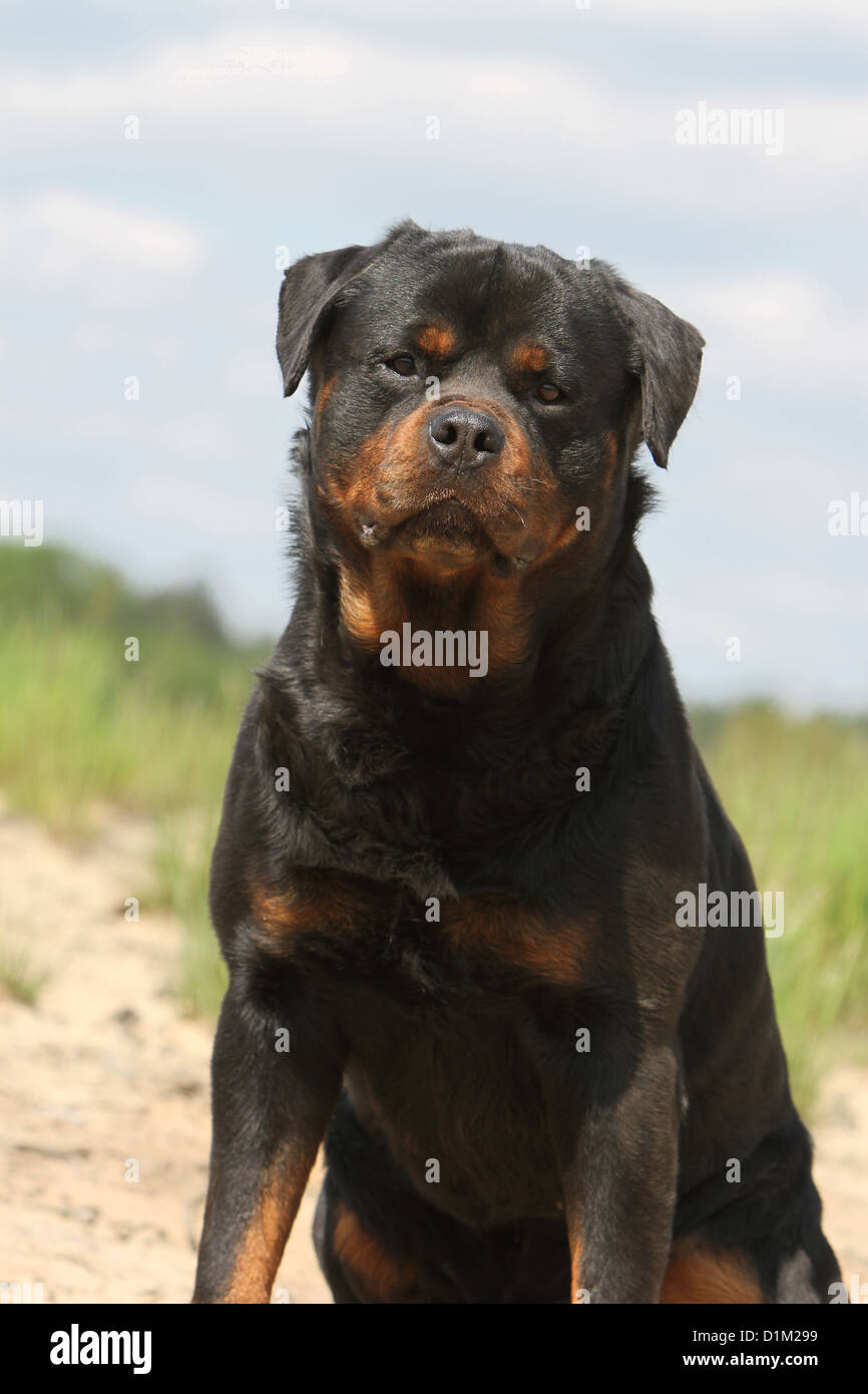 Rottweiler face hi-res stock photography and images - Alamy