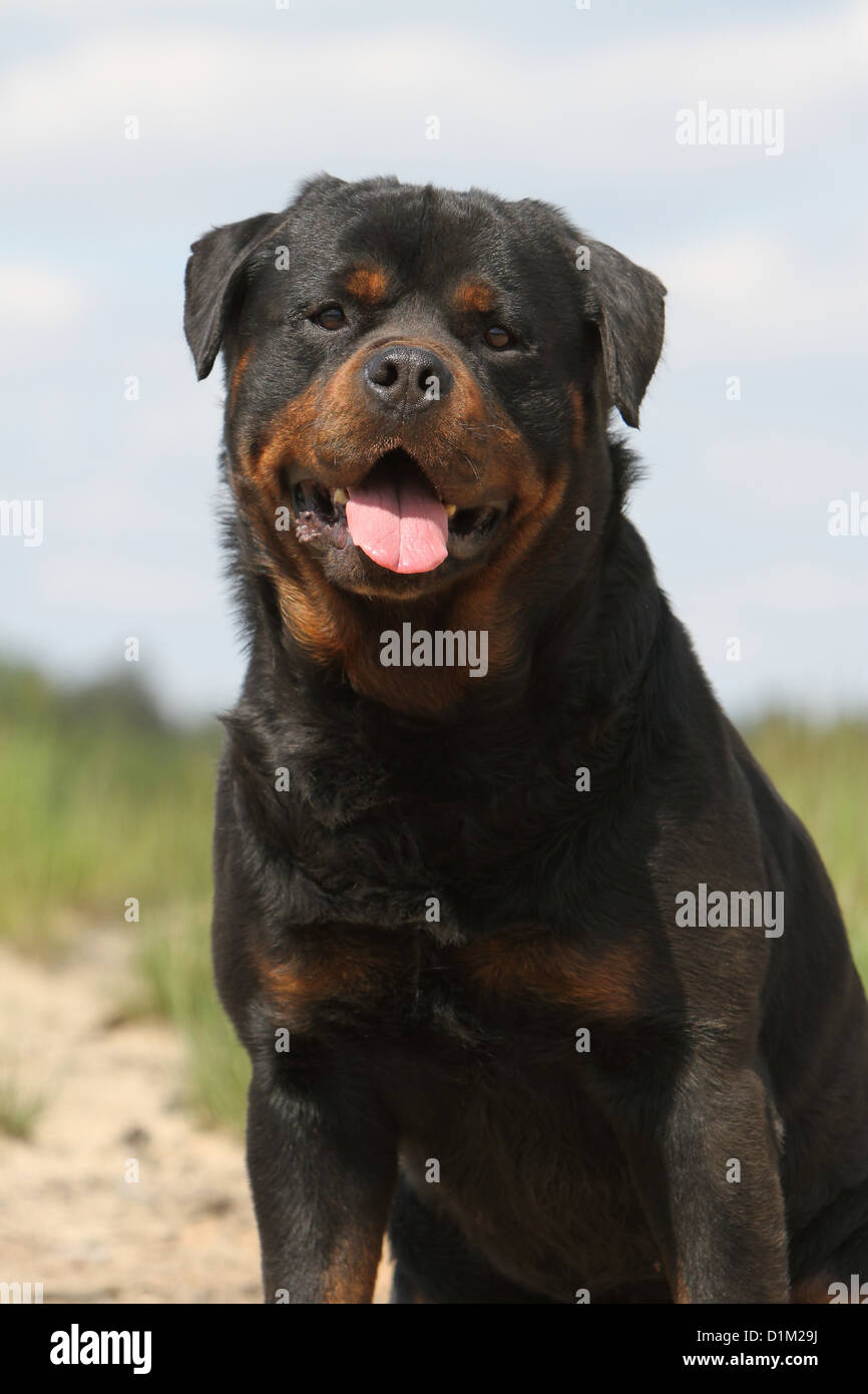 Dog Rottweiler adult portrait face Stock Photo - Alamy