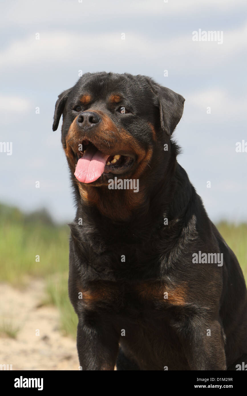 Dog Rottweiler adult portrait profile Stock Photo - Alamy