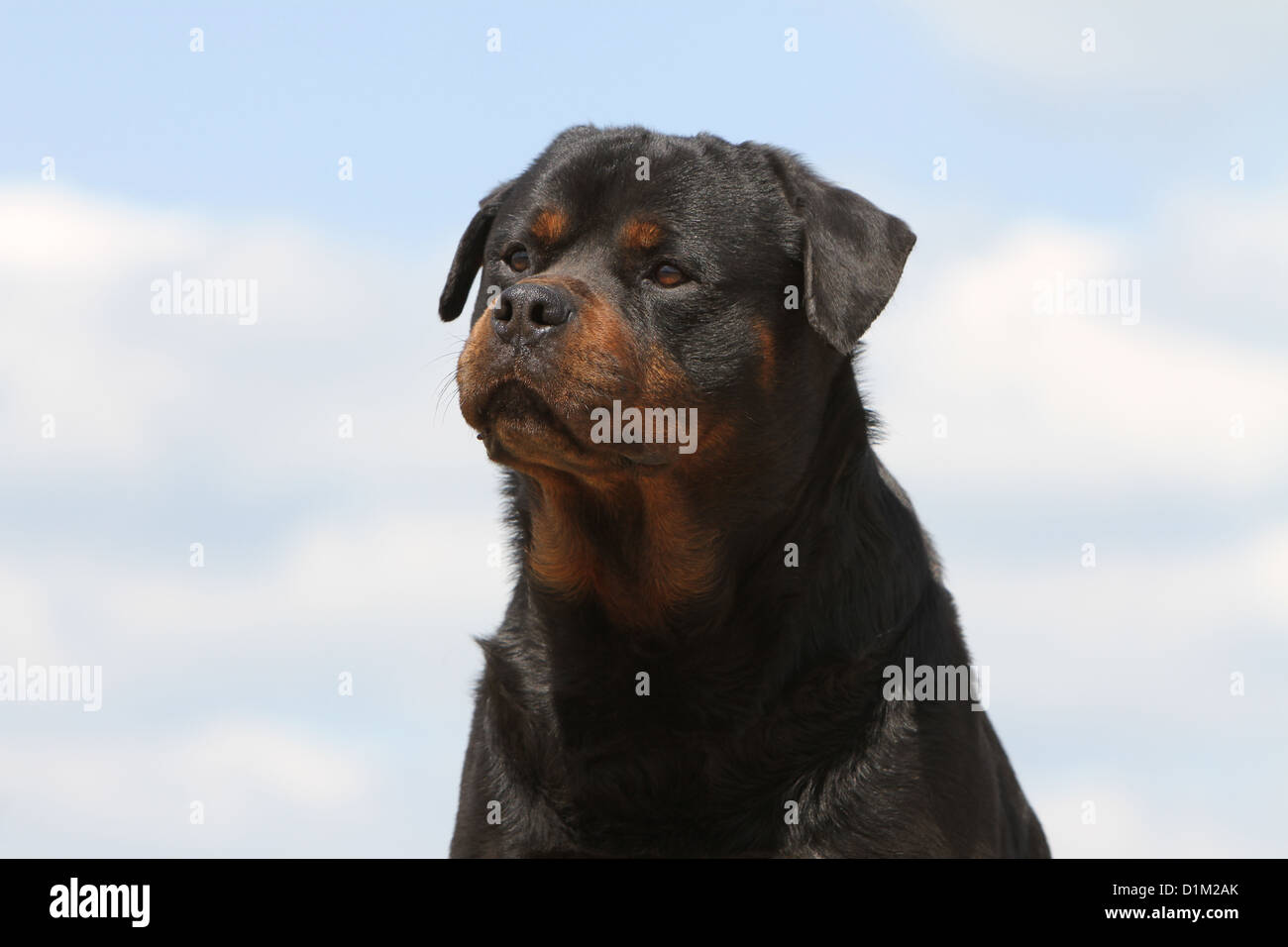 Dog Rottweiler adult portrait profile Stock Photo - Alamy