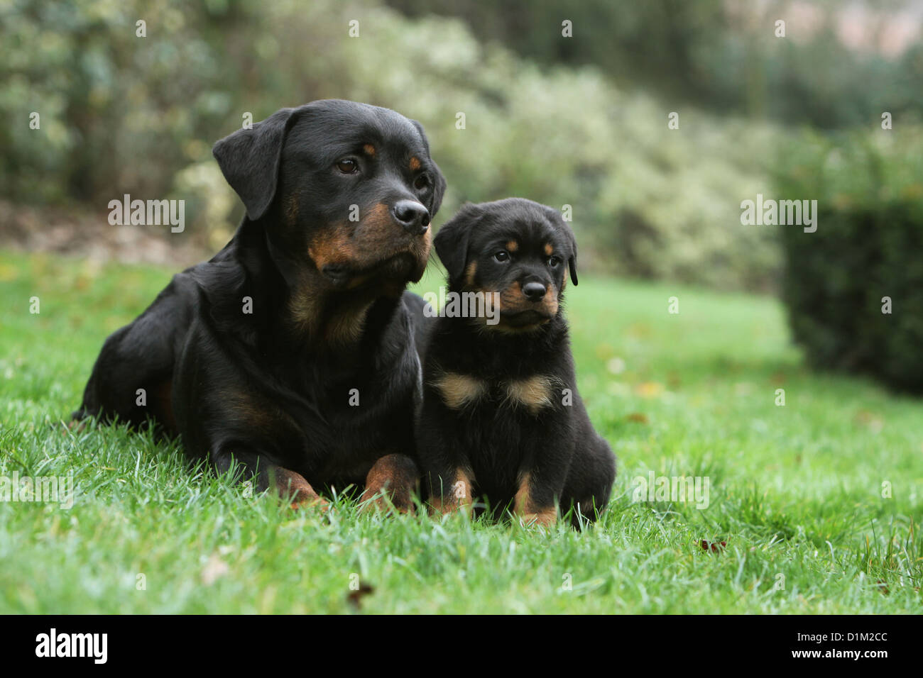 Dog Rottweiler adult and puppy Stock Photo - Alamy