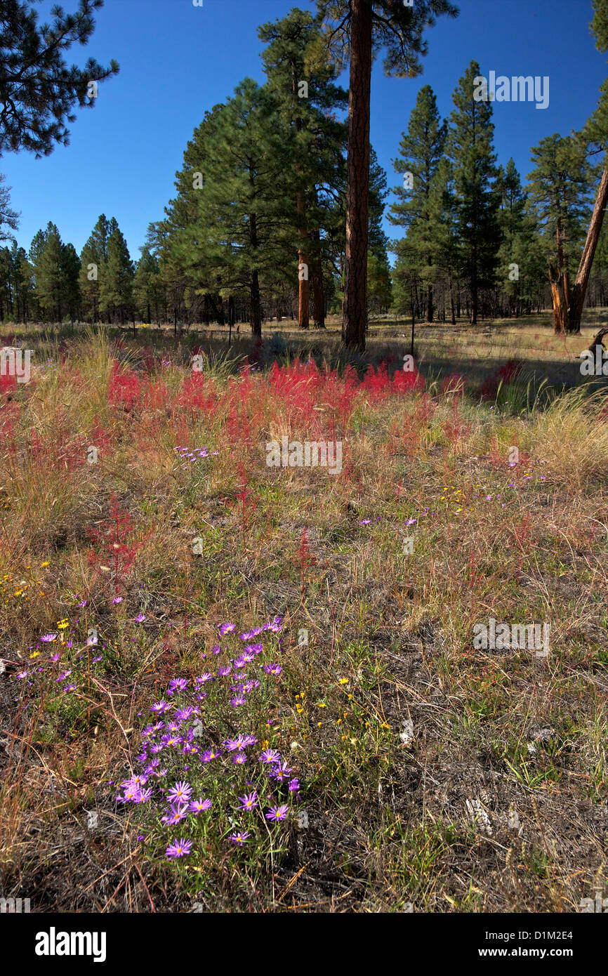 Grand Canyon Flowers High Resolution Stock Photography and Images - Alamy