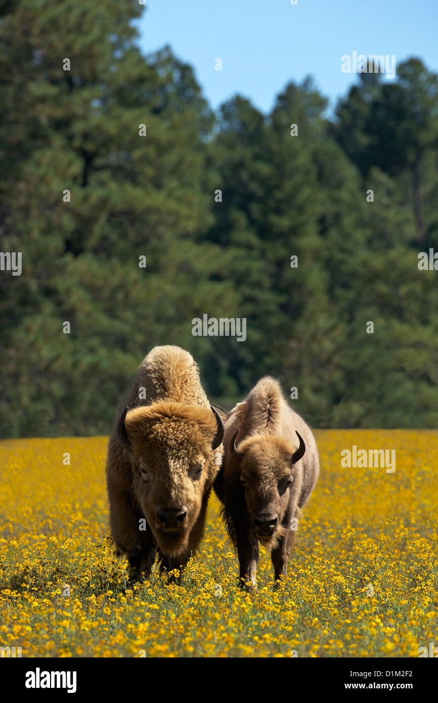 White bison or buffalo, Bearizona Wildlife Park, Williams, Arizona, USA ...