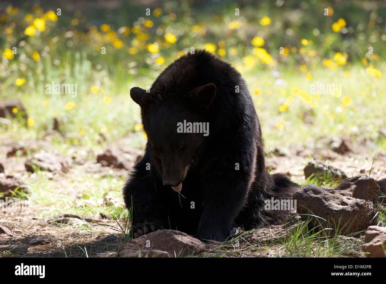 Black bear, Bearizona Wildlife Park, Williams, Arizona, USA Stock Photo ...