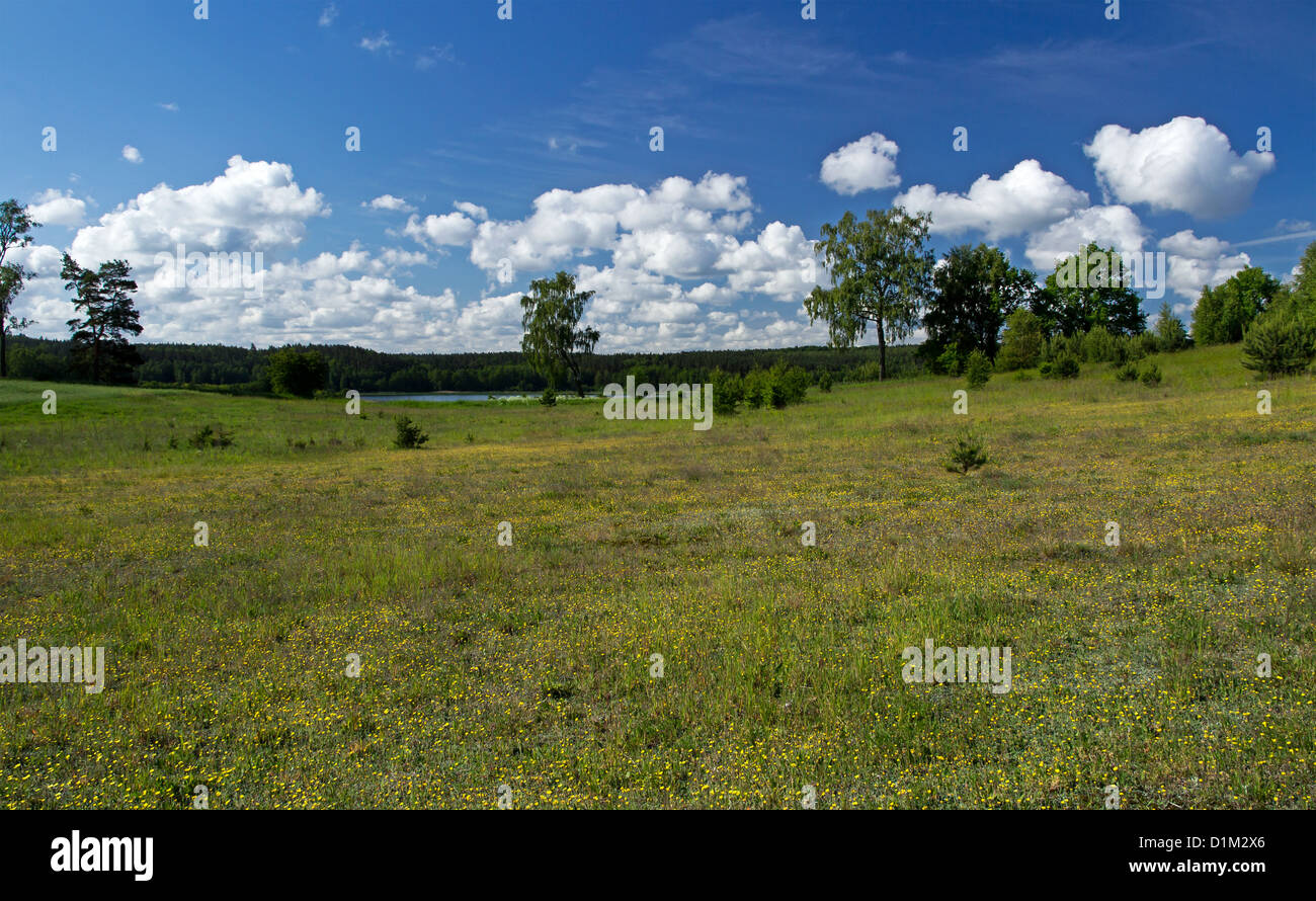 Big meadow covered with summer flowers Stock Photo - Alamy