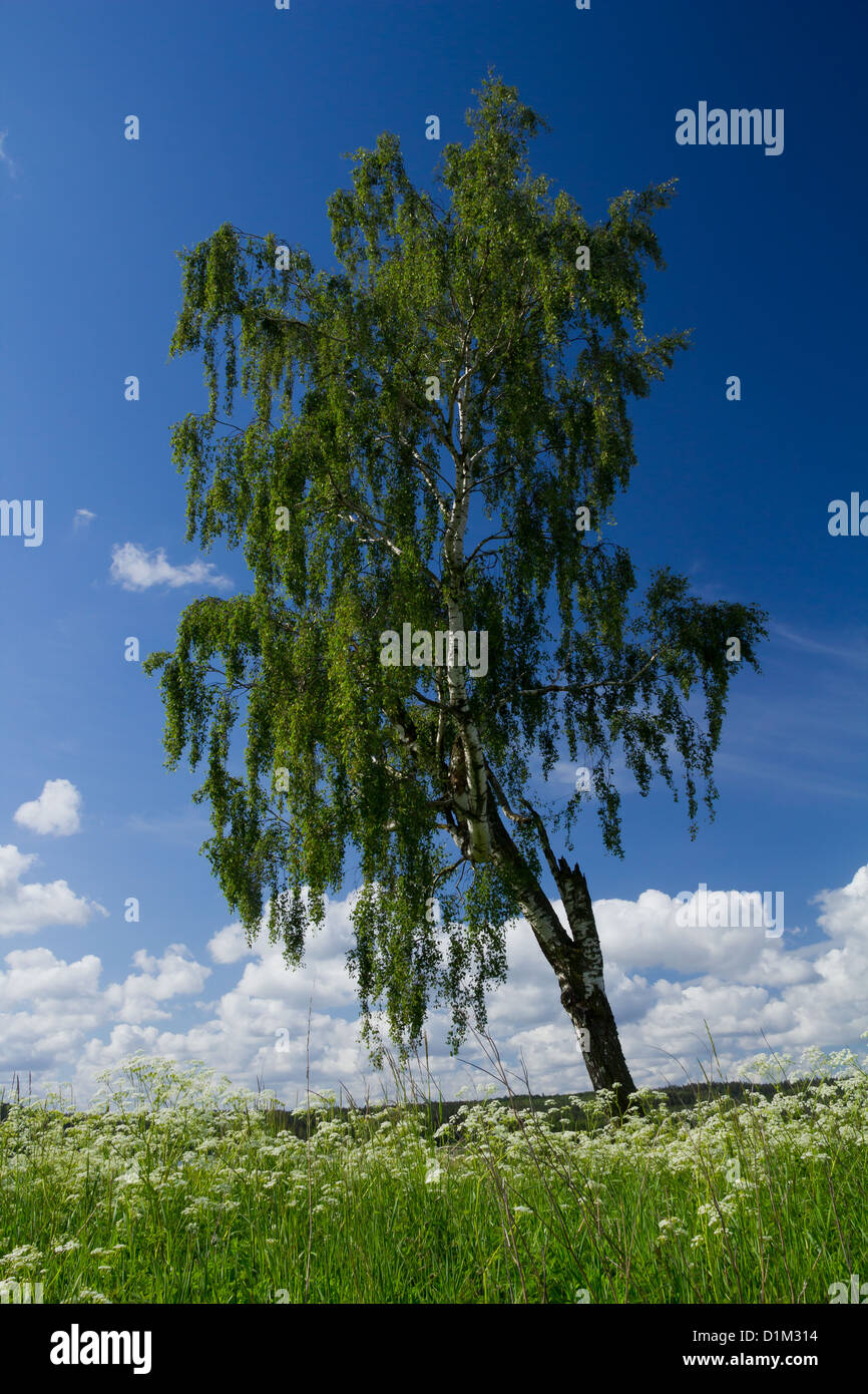 Birch tree flowers hi-res stock photography and images - Alamy