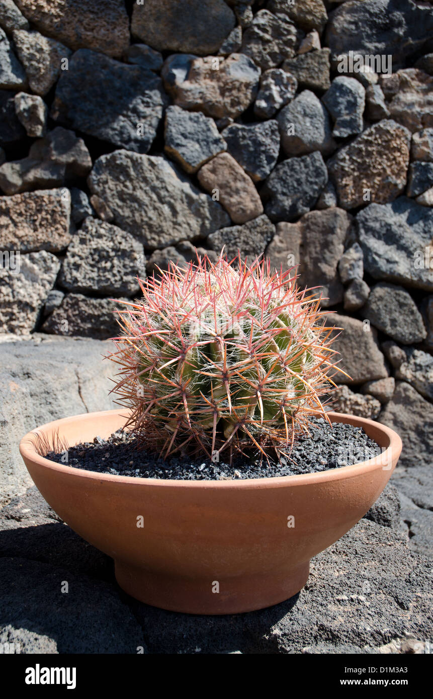 Round Cacti with large spines in a round pot Stock Photo - Alamy
