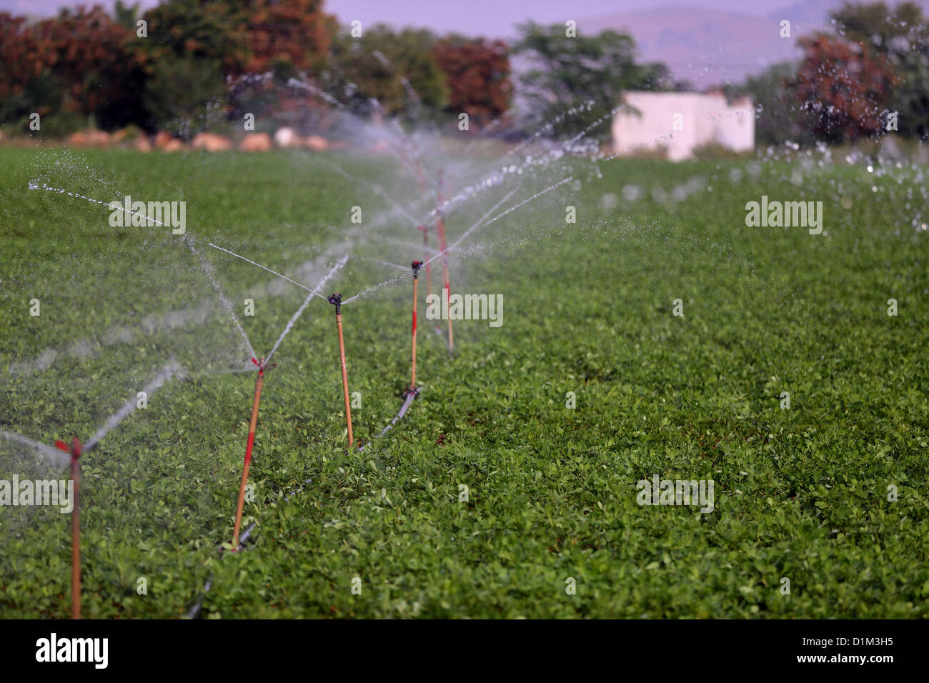Water sprinkler in a field Andhra Pradesh South India Stock Photo - Alamy
