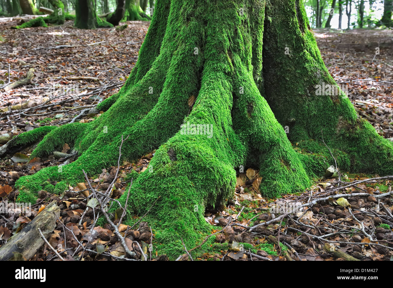 roots of a tree covered with a very thick green moss Stock Photo - Alamy