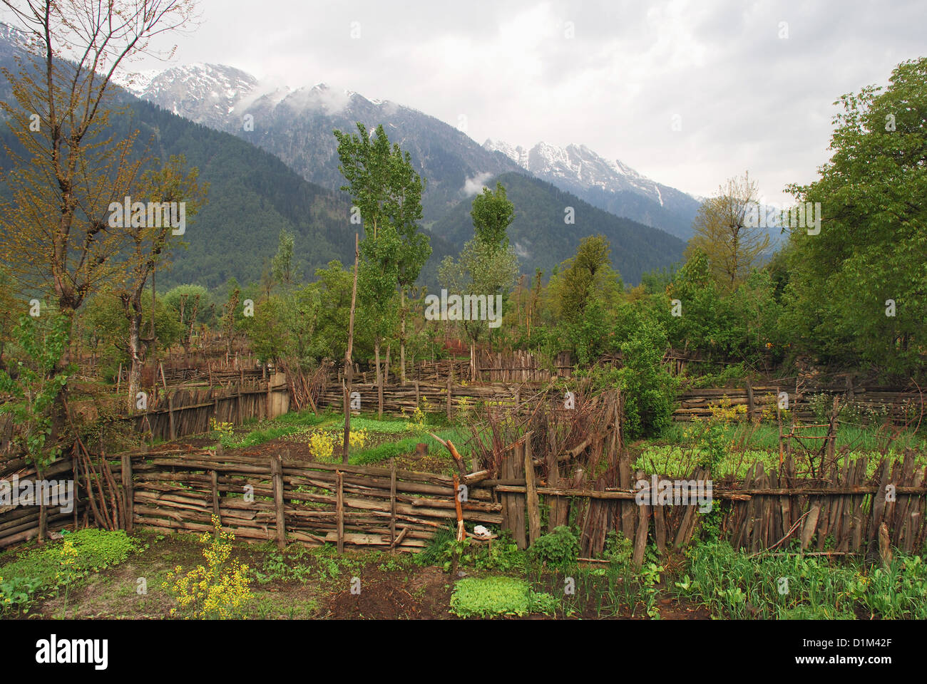 Small farms of mustard plants, Pahalgam, Jammu & Kashmir, India Stock ...