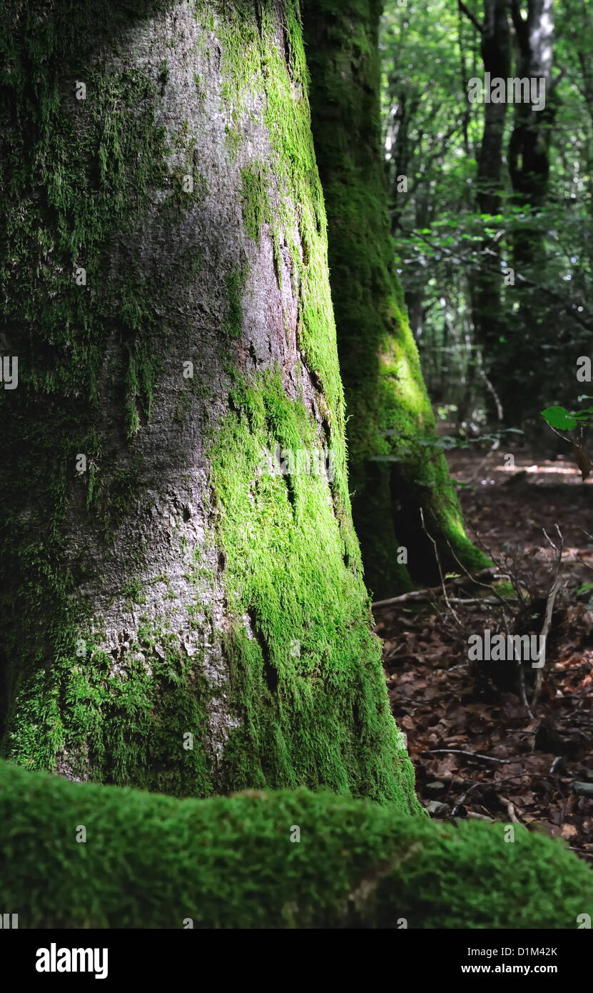 Covering of moss hi-res stock photography and images - Alamy