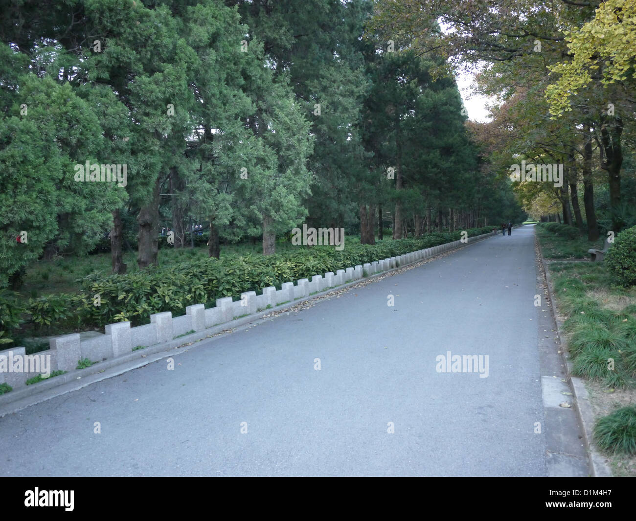 empty walkway path trees green plants Stock Photo - Alamy