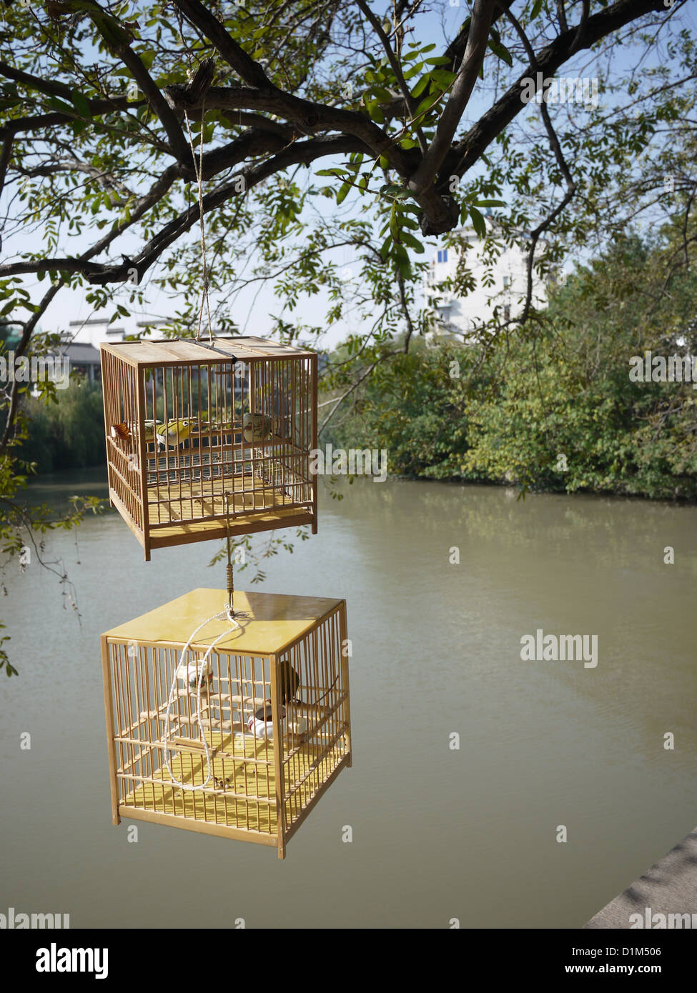 chinese bird cage cages hanging tree Stock Photo - Alamy