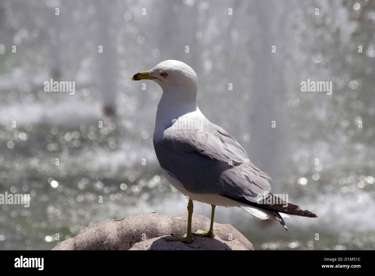 Picture of seagull hi-res stock photography and images - Alamy