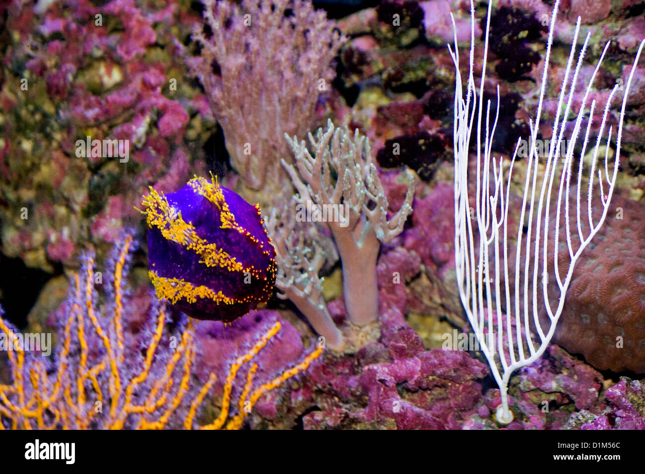 Sea cucumbers hi-res stock photography and images - Alamy