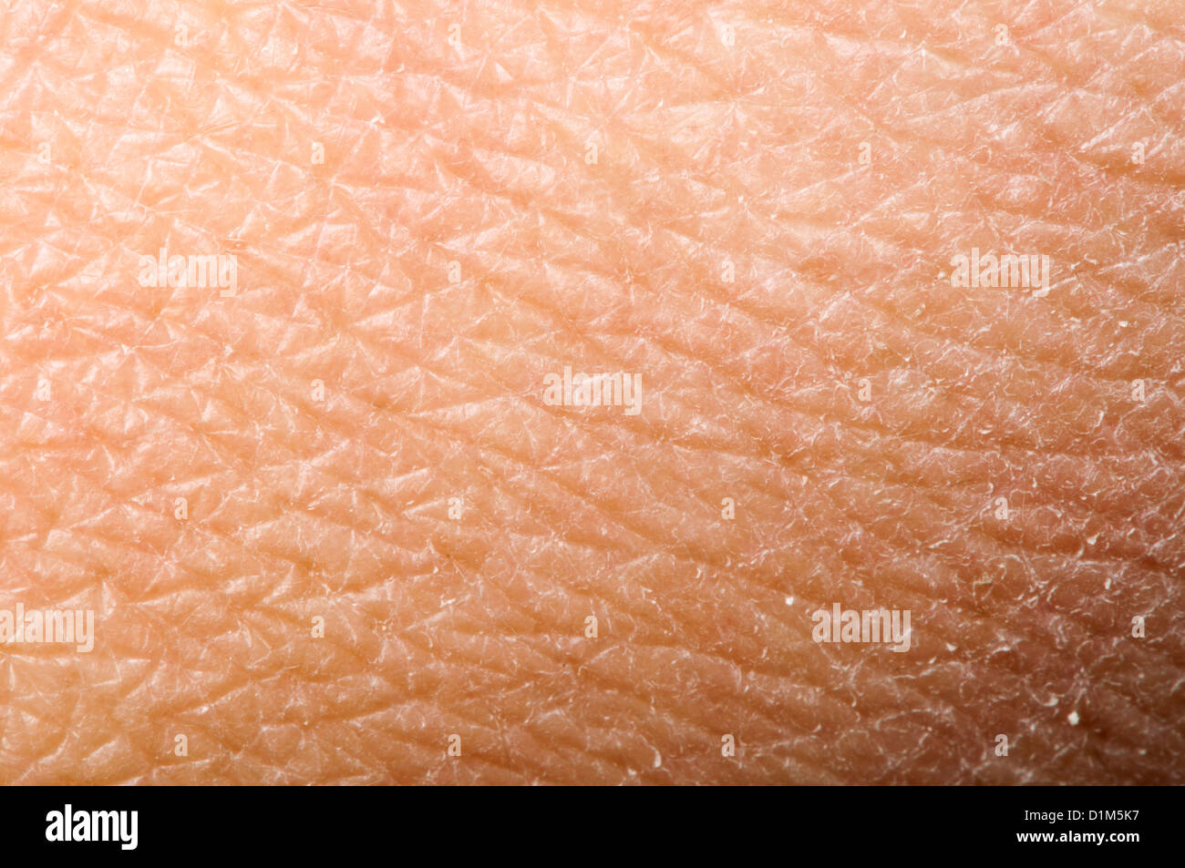 Human skin close up. Structure of Skin Stock Photo - Alamy
